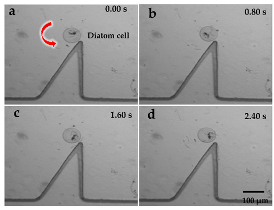 On-Chip Tunable Cell Rotation Using Acoustically Oscillating Asymmetrical Microstructures