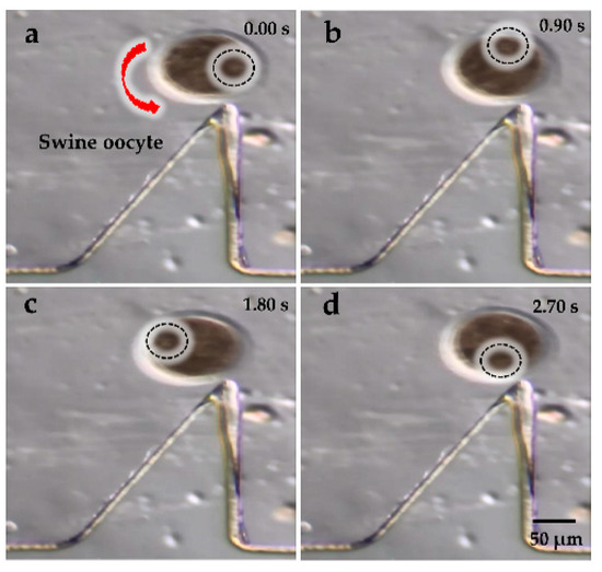 On-Chip Tunable Cell Rotation Using Acoustically Oscillating Asymmetrical Microstructures