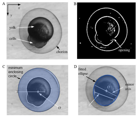 A Review of Automated Microinjection of Zebrafish Embryos