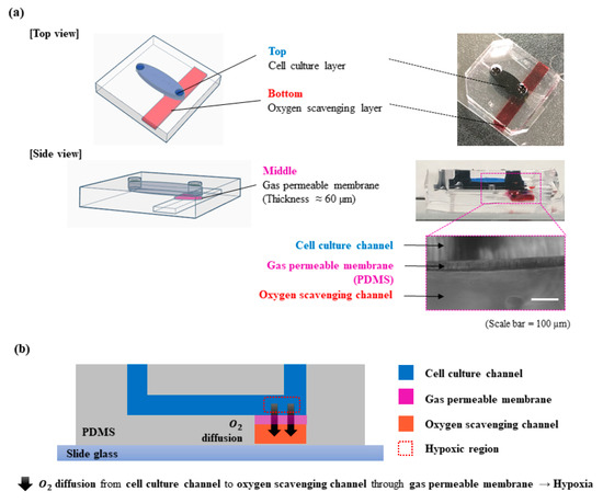 Hypoxic Physiological Environments in a Gas-Regulated Microfluidic Device