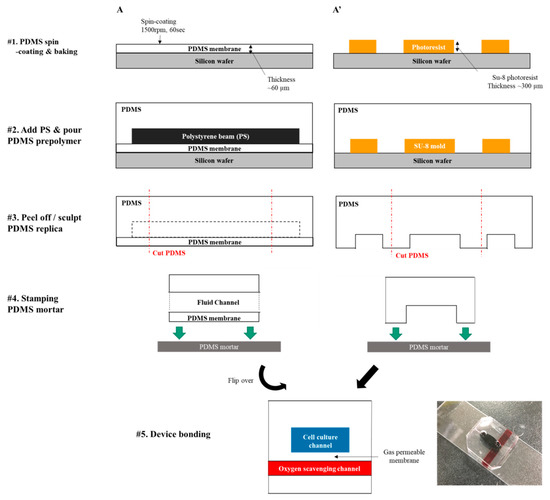 Hypoxic Physiological Environments in a Gas-Regulated Microfluidic Device