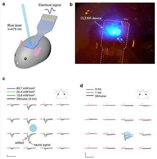Progress in the Field of Micro-Electrocorticography