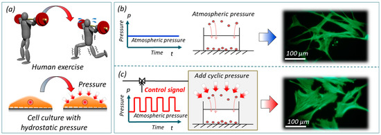 On-Chip Cell Incubator for Simultaneous Observation of Culture with and ...