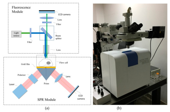 Development of a Surface Plasmon Resonance and Fluorescence Imaging ...