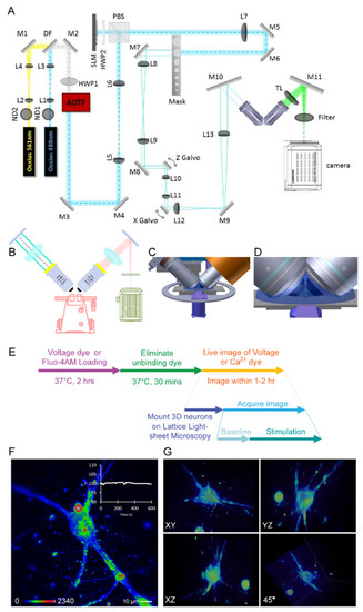 The Applications of Lattice Light-Sheet Microscopy for Functional ...