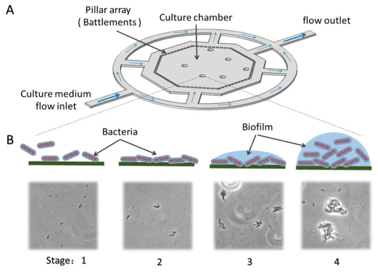 Microfluidic System for Observation of Bacterial Culture and Effects on ...