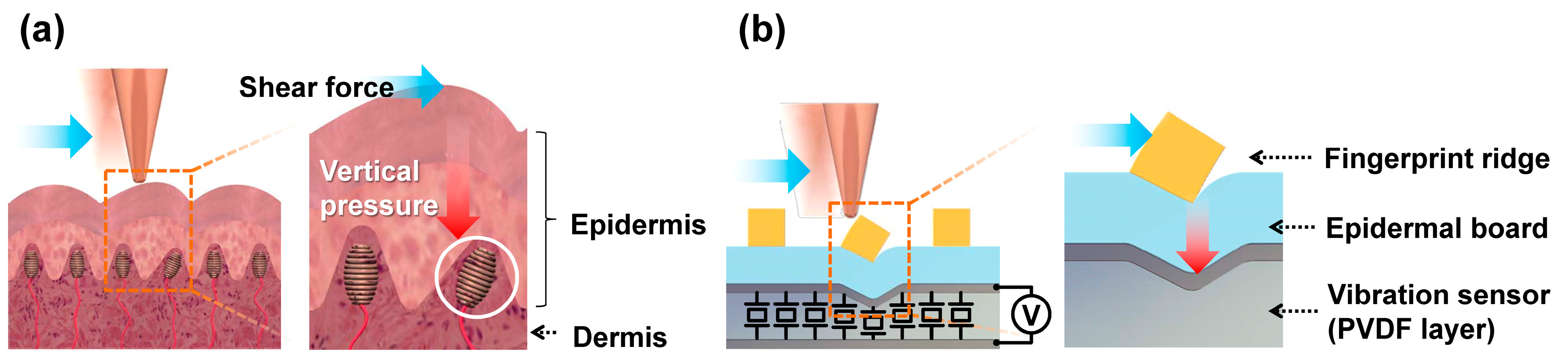 Biomimetic Tactile Sensors with Bilayer Fingerprint Ridges ...