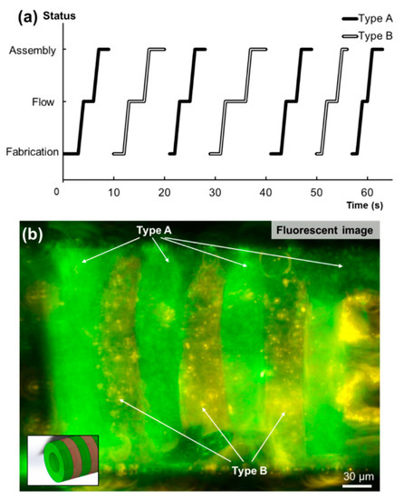 On-Chip Construction of Multilayered Hydrogel Microtubes for Engineered ...