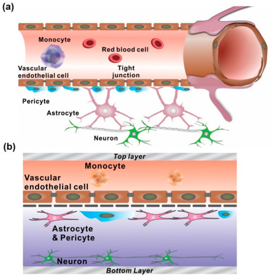 In Vitro Blood–Brain Barrier-Integrated Neurological Disorder Models Using a Microfluidic Device