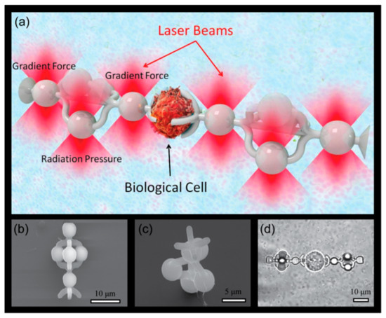 Auxiliary Optomechanical Tools for 3D Cell Manipulation