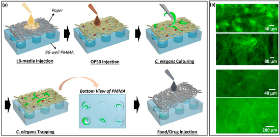 Paper-Supported High-Throughput 3D Culturing, Trapping, and Monitoring ...