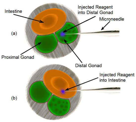 Microfluidic Device for Microinjection of Caenorhabditis elegans