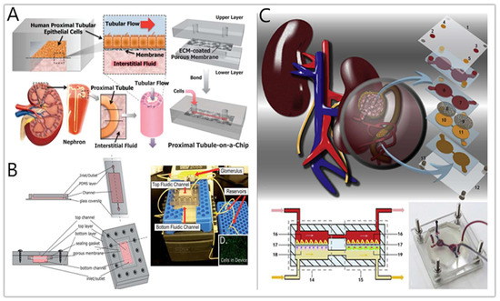 Drug Toxicity Evaluation Based on Organ-on-a-chip Technology: A Review
