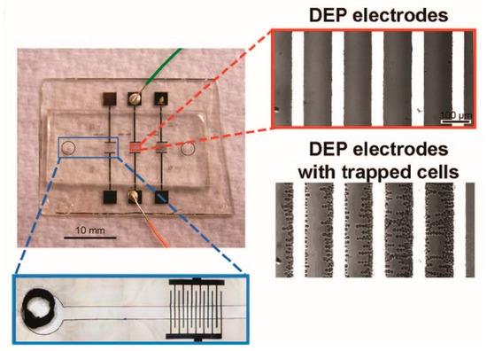 Determination of Dielectric Properties of Cells using AC Electrokinetic ...