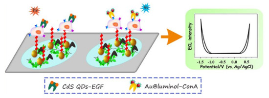 Recent Advances in Electrochemiluminescence-Based Systems for Mammalian ...