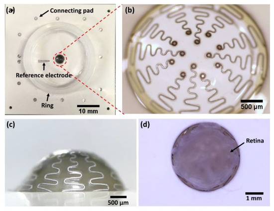 Hemispherical Microelectrode Array for Ex Vivo Retinal Neural Recording