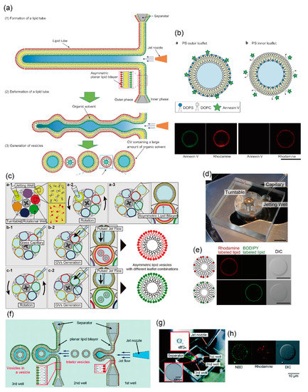 Development of Artificial Cell Models Using Microfluidic Technology and ...
