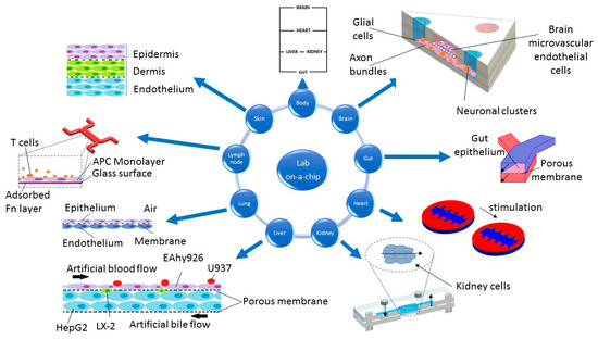 Novel Strategies in Artificial Organ Development: What Is the Future of ...