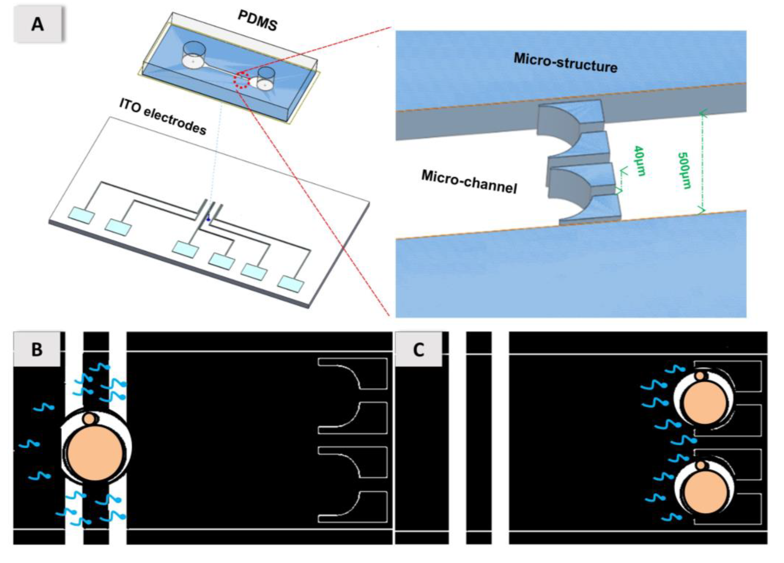 Using a Dielectrophoretic Microfluidic Biochip Enhanced Fertilization ...