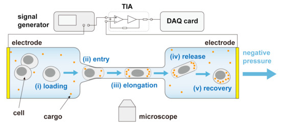 Single-Cell Electroporation with Real-Time Impedance Assessment Using a ...