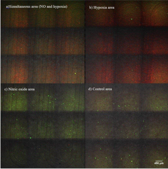 A Microfluidic Chip Architecture Enabling a Hypoxic Microenvironment and Nitric Oxide Delivery ...