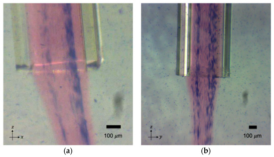 Acoustic Cell Patterning in Hydrogel for Three-Dimensional Cell Network ...