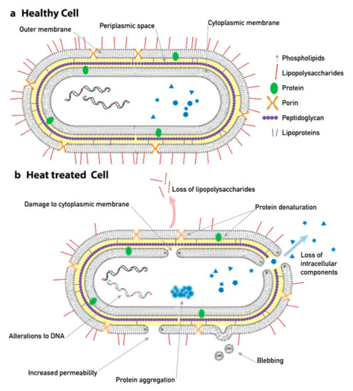 Cell Sorting Using Electrokinetic Deterministic Lateral Displacement