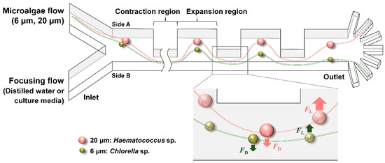 Inertial Microfluidics-Based Separation of Microalgae Using a Contraction–Expansion Array ...