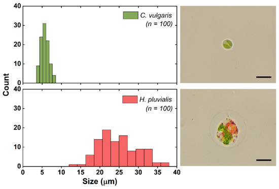 Inertial Microfluidics-Based Separation of Microalgae Using a Contraction–Expansion Array ...