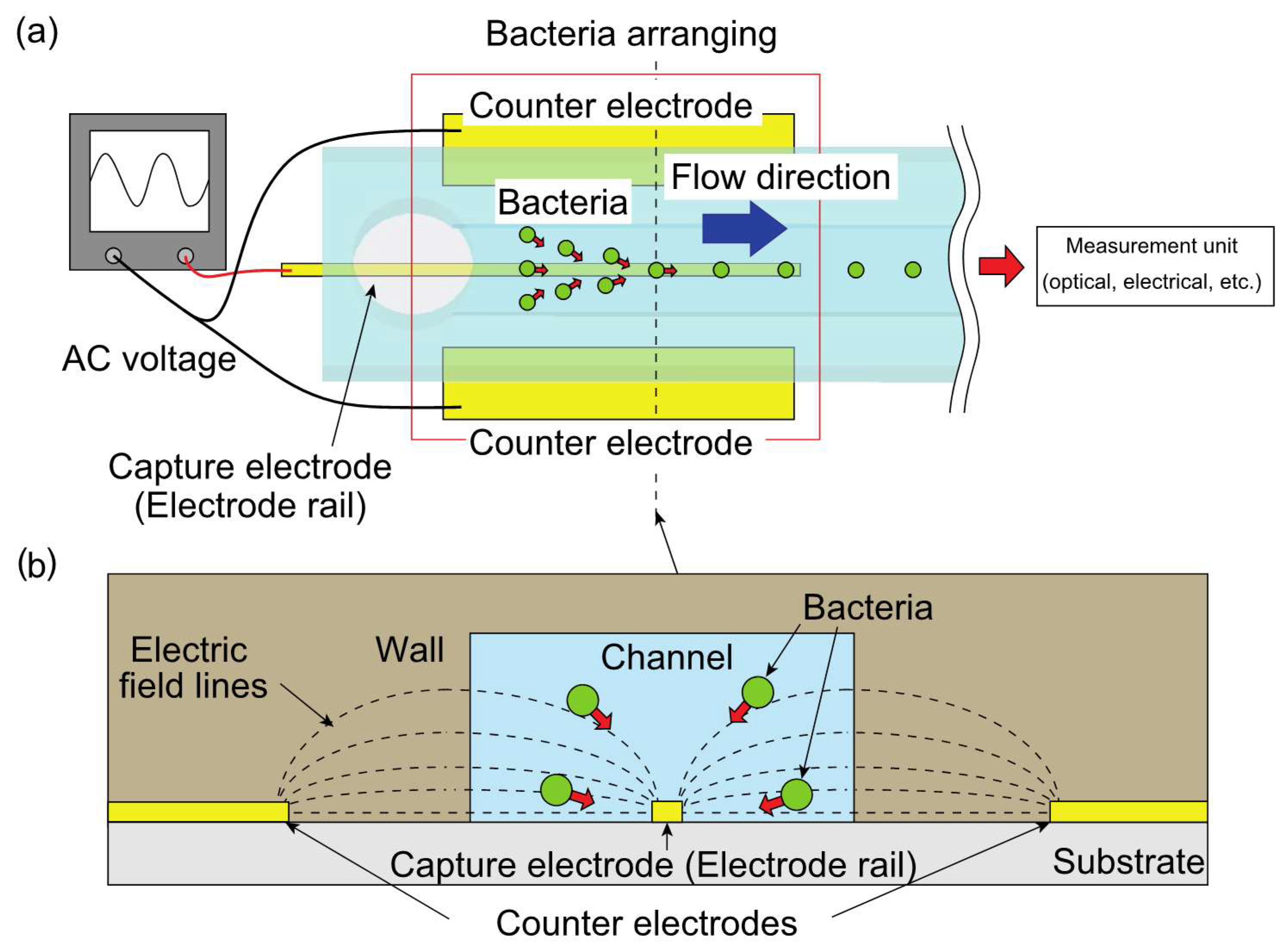 Micromachines | Free Full-Text | One-Dimensional Flow of Bacteria on an Electrode Rail by ...