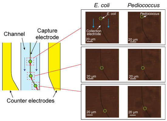 One-Dimensional Flow of Bacteria on an Electrode Rail by ...