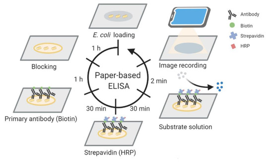 Turntable Paper-Based Device to Detect Escherichia coli