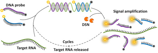 SARS-CoV-2 RNA Detection with Duplex-Specific Nuclease Signal Amplification