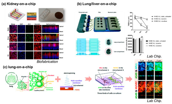 Potential of Drug Efficacy Evaluation in Lung and Kidney Cancer Models ...