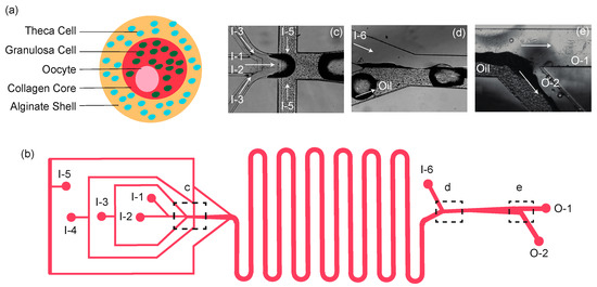 Creating an Artificial 3-Dimensional Ovarian Follicle Culture System ...