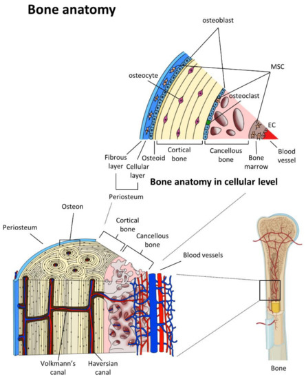 3D-Bioprinting Strategies Based on In Situ Bone-Healing Mechanism for ...