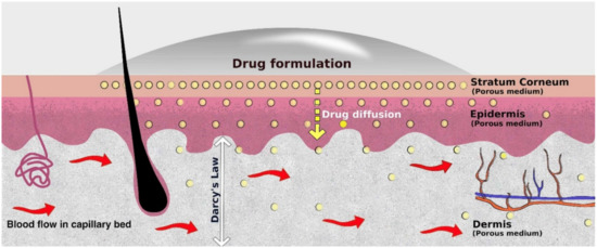 Development of Skin-On-A-Chip Platforms for Different Utilizations ...