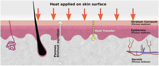 Development of Skin-On-A-Chip Platforms for Different Utilizations ...