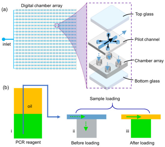 Pre-Degassed Microfluidic Chamber-Based Digital PCR Device for Meat Authentication Applications