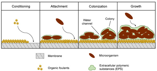 Membrane Fouling Phenomena in Microfluidic Systems: From Technical ...