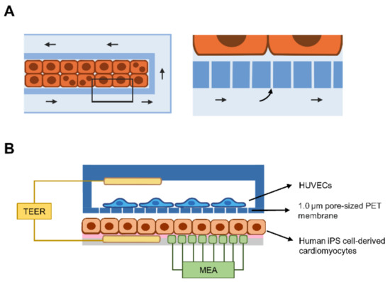 Progress and Challenges in the Use of a Liver-on-a-Chip for ...