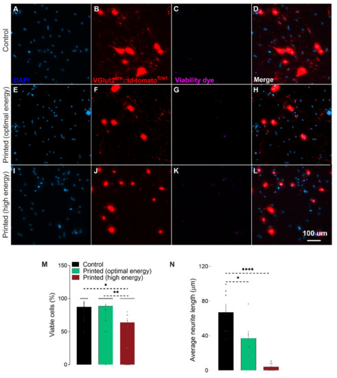 Bioprinting of Adult Dorsal Root Ganglion (DRG) Neurons Using Laser ...