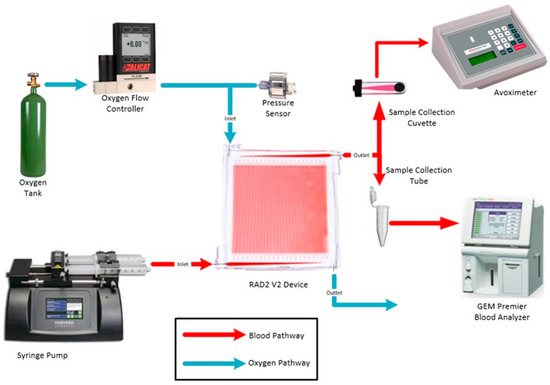 Toward Development of a Higher Flow Rate Hemocompatible Biomimetic ...