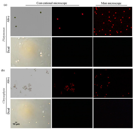 Simultaneous Detection of Viability and Concentration of Microalgae ...