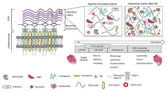 Extrinsically Conductive Nanomaterials for Cardiac Tissue Engineering ...