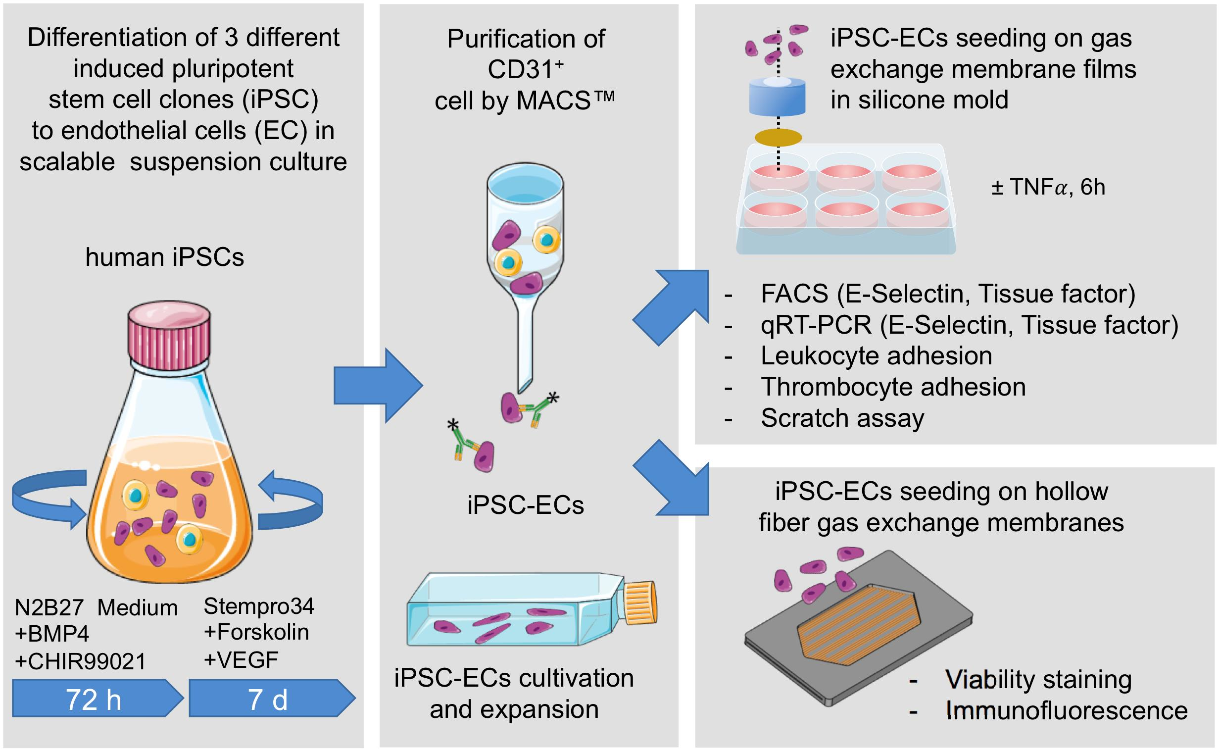 Micromachines | Free Full-Text | Towards Biohybrid Lung: Induced ...