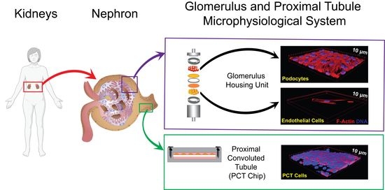 Micromachines | Free Full-Text | Modelling Renal Filtration and ...