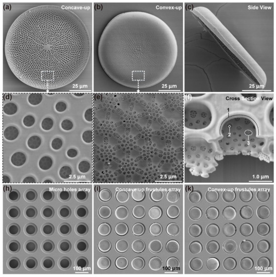 Diatom Frustule Array for Flow-Through Enhancement of Fluorescent ...