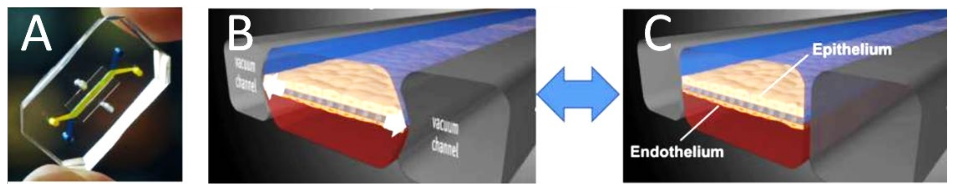 Modelling Human Physiology on-Chip: Historical Perspectives and Future ...