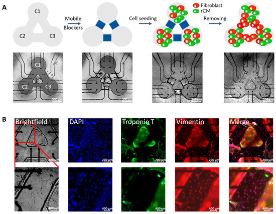 Cardiac Cell Patterning on Customized Microelectrode Arrays for ...